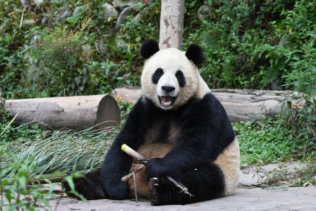 10 curiosidades incríveis sobre os pandas - O Diário de Mogi