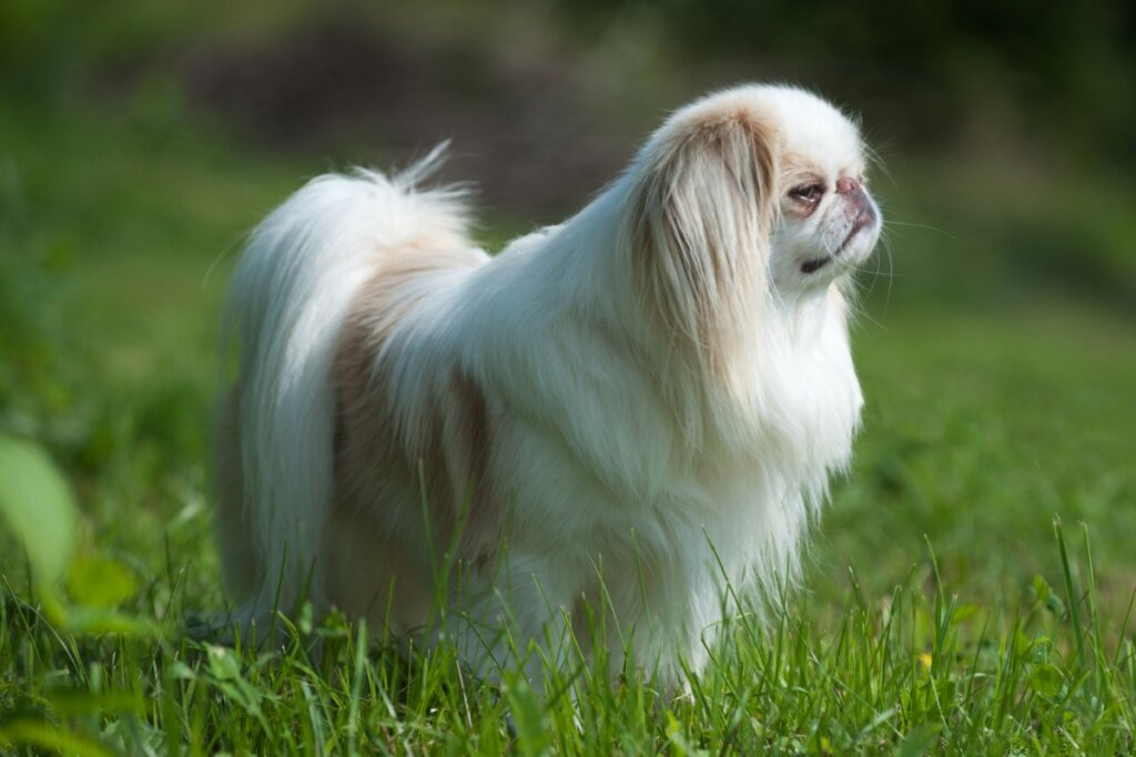 4 características do cachorro da raça spaniel japonês - O Diário de Mogi